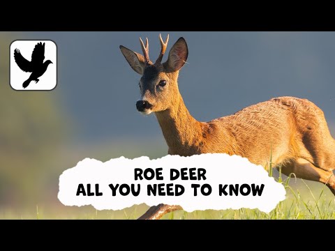 Roe Deer Species Guide: Appearance, Diet, Habitat, Behavior, Stats, And Conservation Status