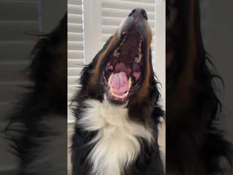 Goofy Rescue Bernese Mountain Dog Tells Owner Good Morning Every Single Day ☀️ #talkingdog #dog