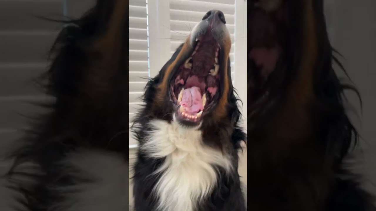 Goofy Rescue Bernese Mountain Dog Tells Owner Good Morning Every Single Day ☀️ #talkingdog #dog