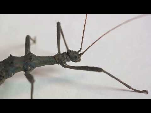 Chagas Disease: The Silent Scourge of the Kissing Bug