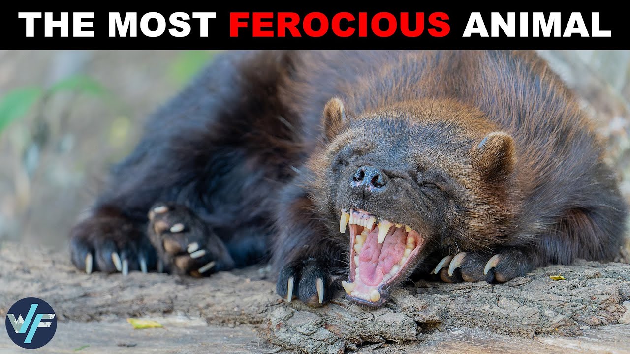 Wolverine - the Most Ferocious Animal in the World