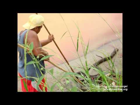 Dyak cut and eat king cobra and python