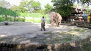 Manila Zoo's lone elephant Mali dies