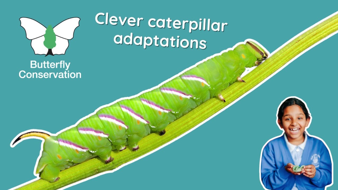 Clever caterpillar adaptations