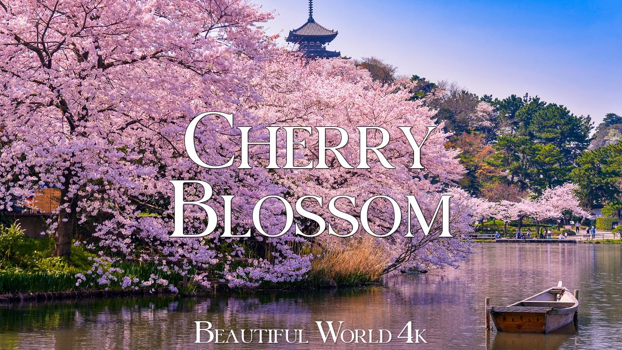 Cherry Blossom 4K Ultra HD • Stunning Footage, Scenic Relaxation Film with Calming Music