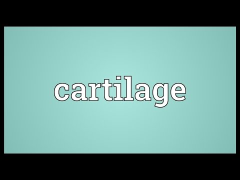 Cartilage Meaning