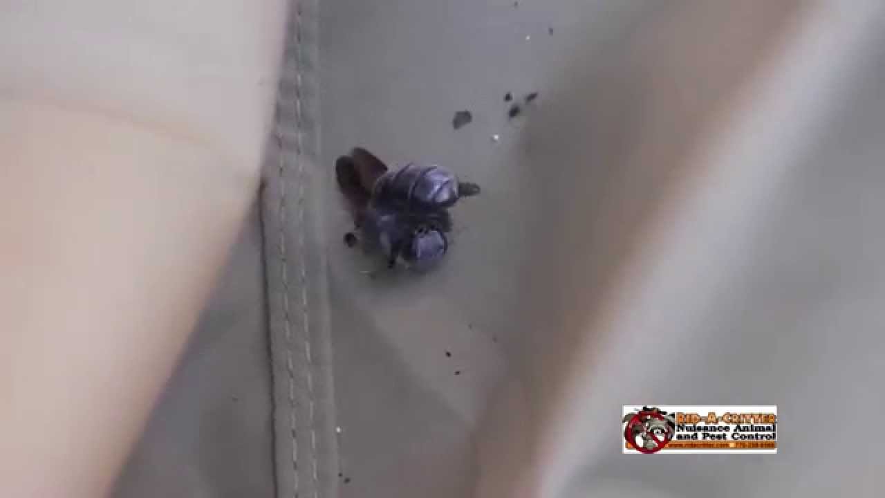 Treating Carpenter Bees: The Aftermath