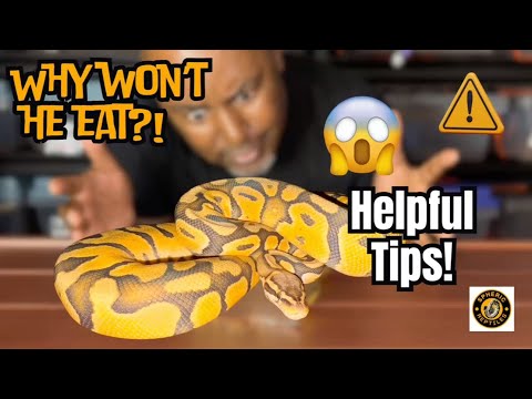 Male Ball Pythons & Seasonal Fasting: What Every Breeder MUST Know!