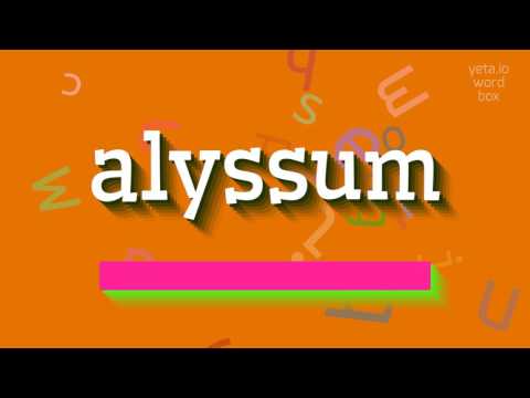 How to say "alyssum"! (High Quality Voices)