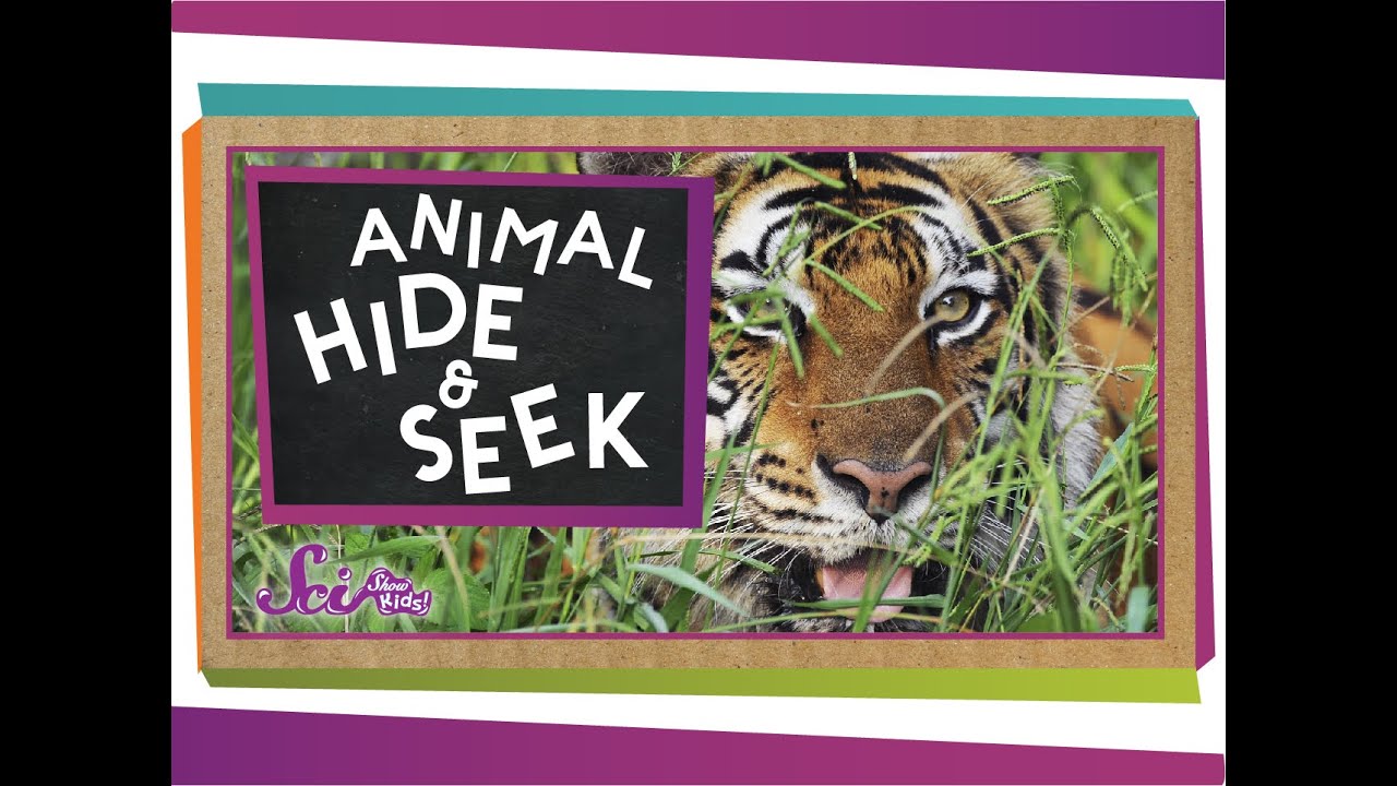 Camouflage: Animal Hide & Seek
