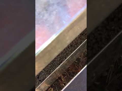 Grandpa Chicken Feeder Feeding Mice Too