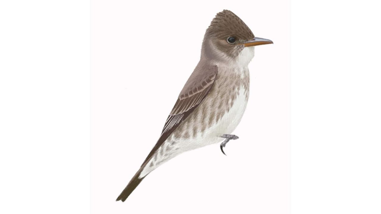 Contopus Flycatchers | Bird Identification Guide