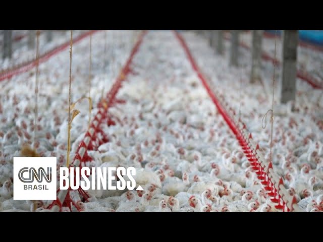 Conexão Agro: Exportações de frango passam de 430 mil toneladas em ...
