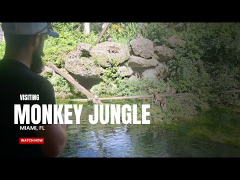 🐒 MONKEY 🐒 JUNGLE | Miami, FL