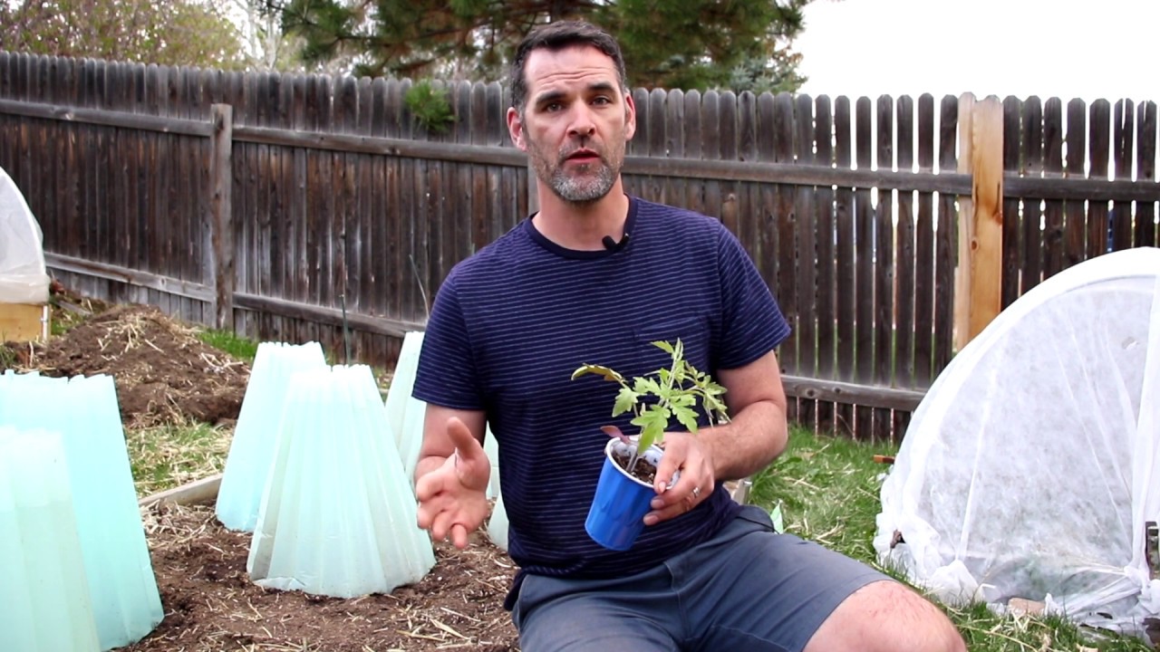 Grow Heirloom Tomatoes With Short Growing Season