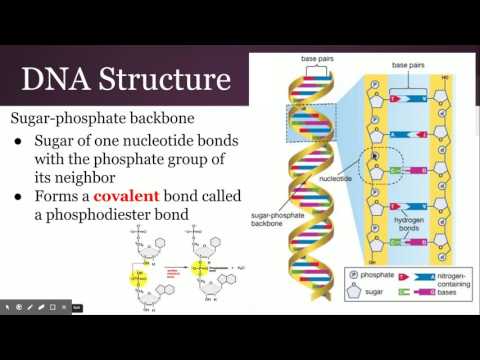 DNA Structure II