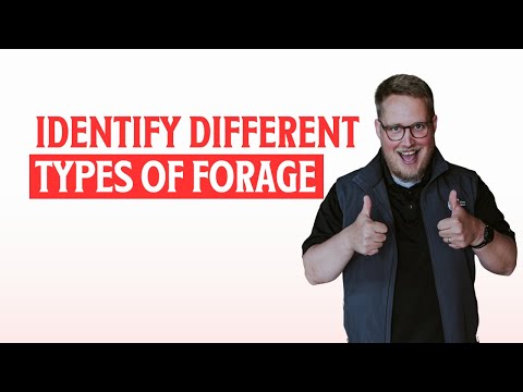 Identifying Different Types of Forage