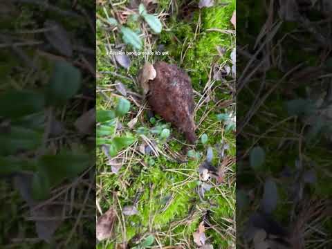 WW2 Detecting: Russian Grenade!