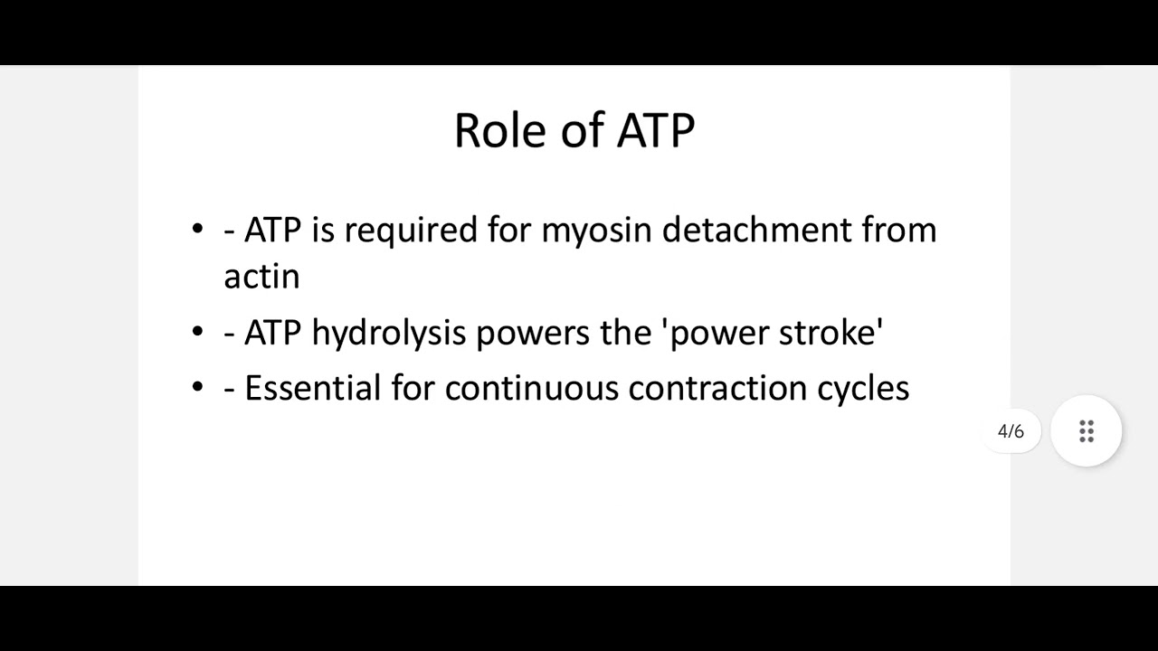 ##Regulation of muscle contraction#Assignment/ppt notes#MSC/BSC 