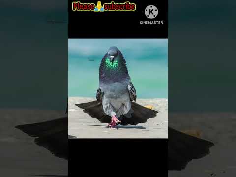 kabootar???? kign????????️|| Amrika pigeon ????shorts #kabootar #viralshorts