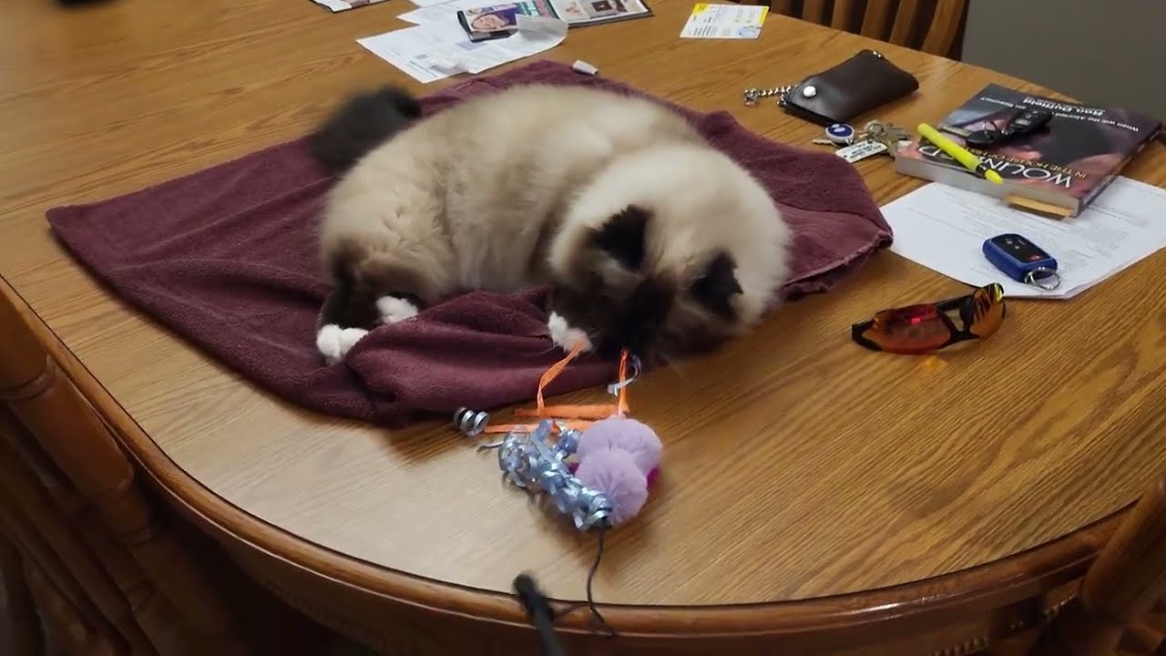Nala the Birman Being Ferocious