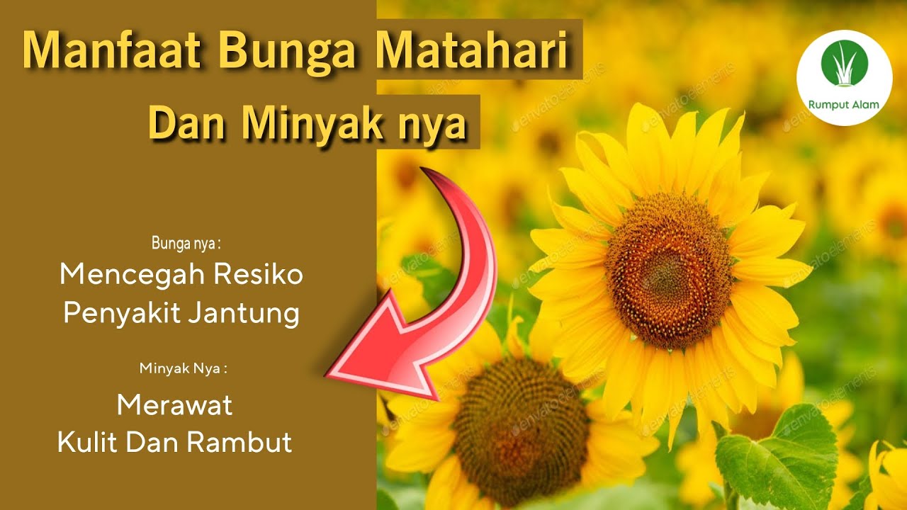 Manfaat Bunga Matahari Dan Minyaknya | Mencegah Resiko Penyakit Jantung | Merawat Kulit Dan Rambut