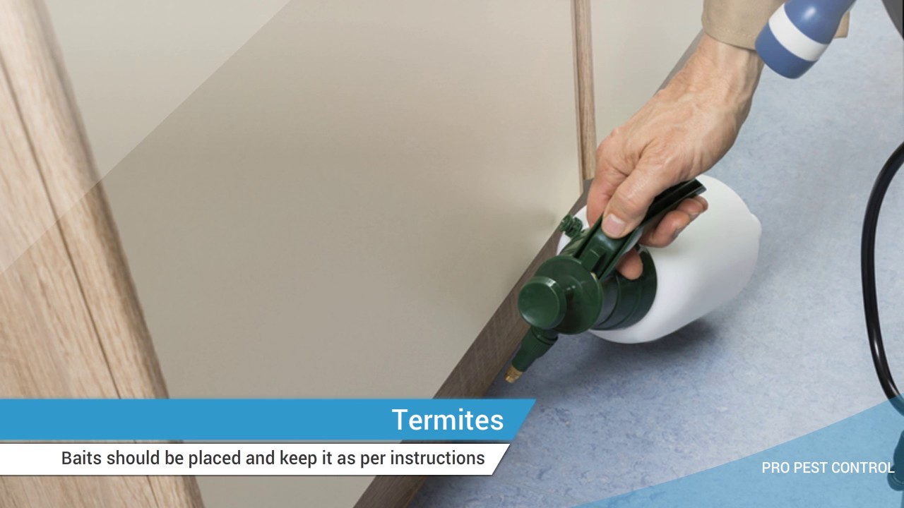 DIY Pest Control [Infographic]