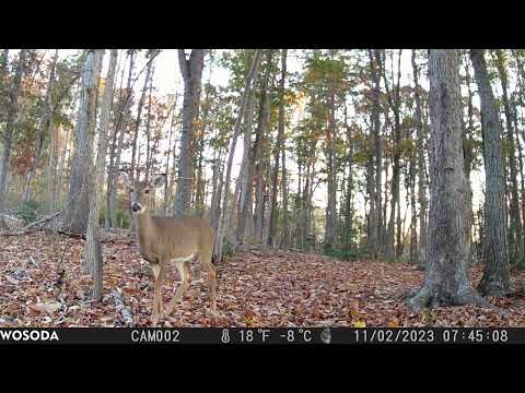 2023 Nov 02 - Camera Curious
