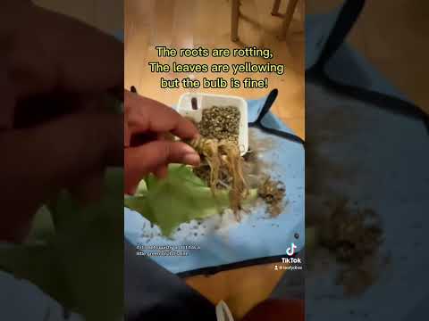A tip for rooting Alocasias - #plants #planttips