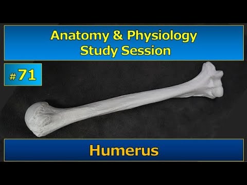 Anatomy & Physiology HELP! -- Study Session #71 -- The Arm and Humerus Bone