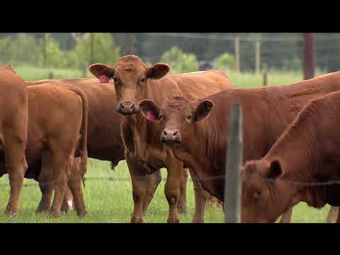 Meat companies lose licences in huge beef recall