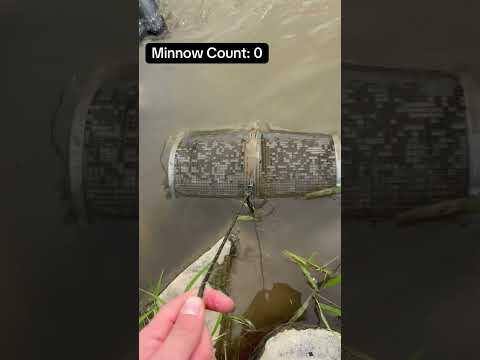 Setting 3 minnow traps for Wilson #largemouthbass #minnows #minnow #minnowtrapping #jesus #fishing