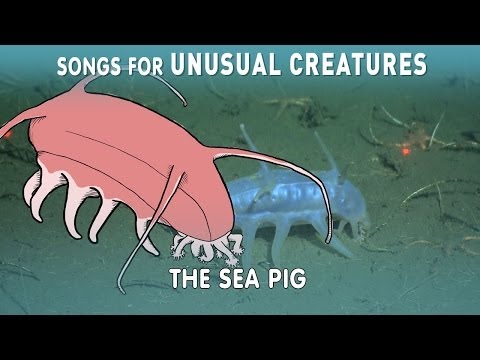 A Song for the Sea Pig with The Kronos Quartet | Unusual Creatures | PBS Digital Studios