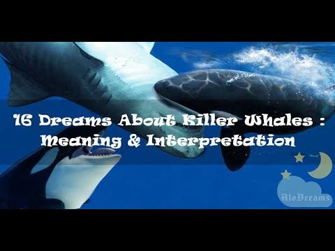 #46 Dreams About Killer Whales - Meaning & Interpretation