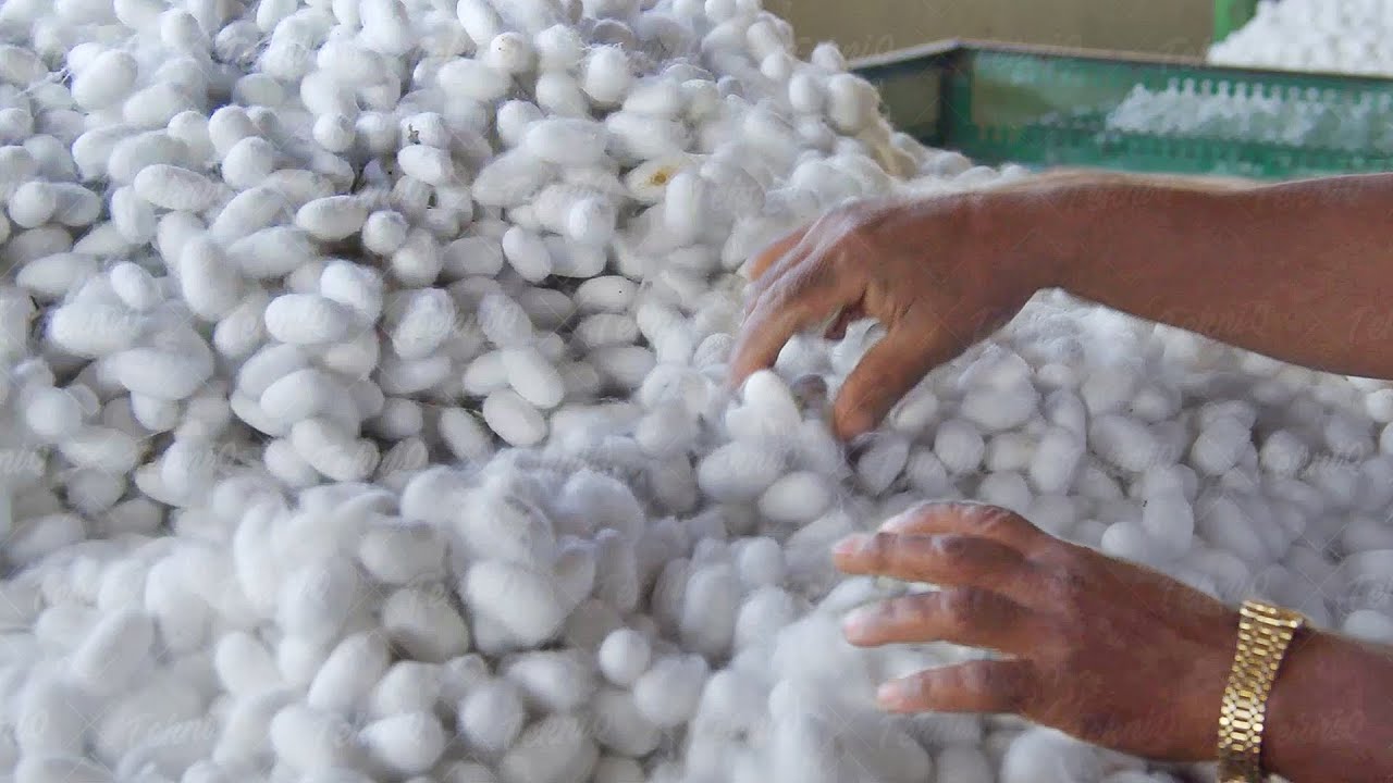 How Farmers Harvest Billion of SilkWorms for Silk Every Year