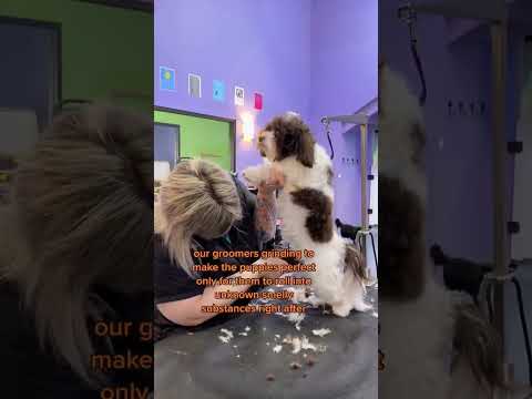 Pretty Poodle at Affectionate Pet Care π
π©