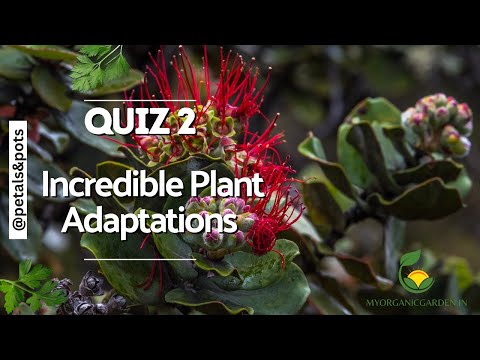 Quiz 2 Incredible Plant Adaptations