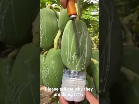 Papain extraction from papaya #shorts#papaya#papain