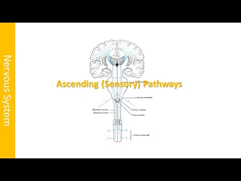Ascending (Sensory) Pathways