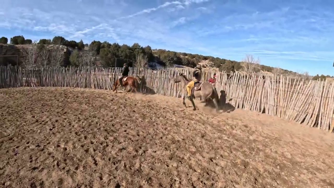 Freeman Horses - Cow Horses for Sale