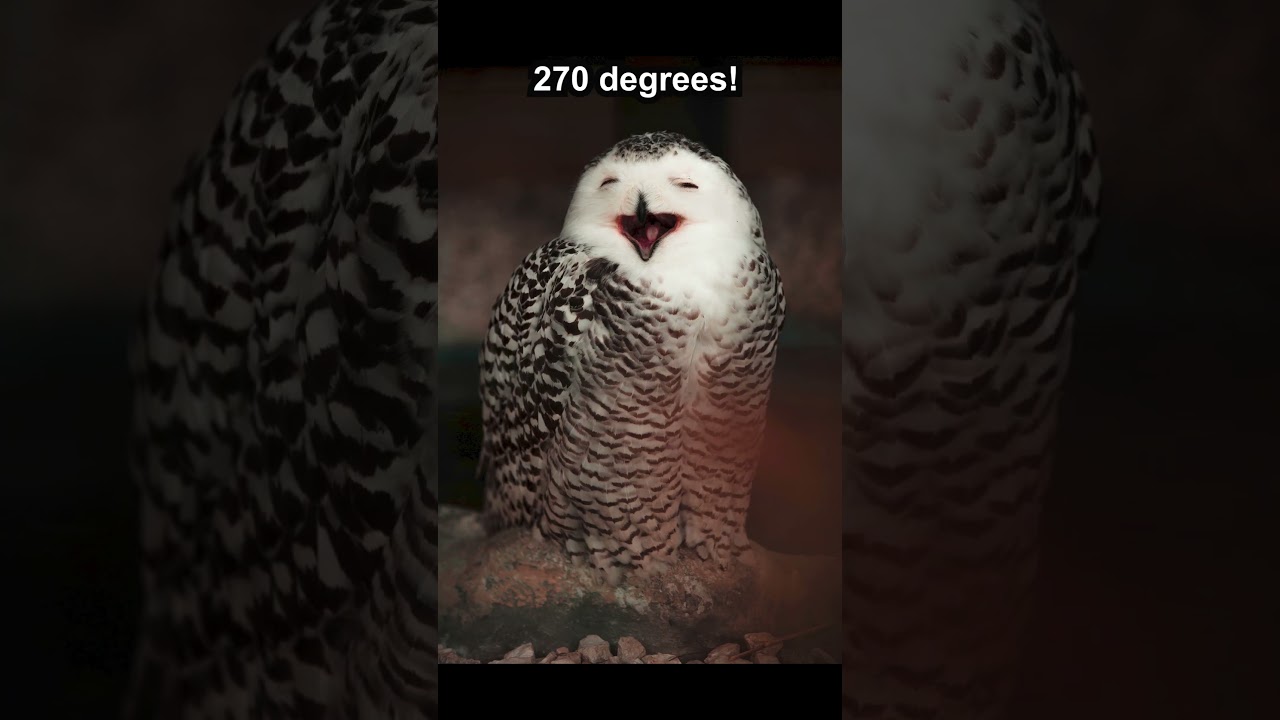 Owl Bird Free Worksheet #education #learning  We offer useful resources to help students.