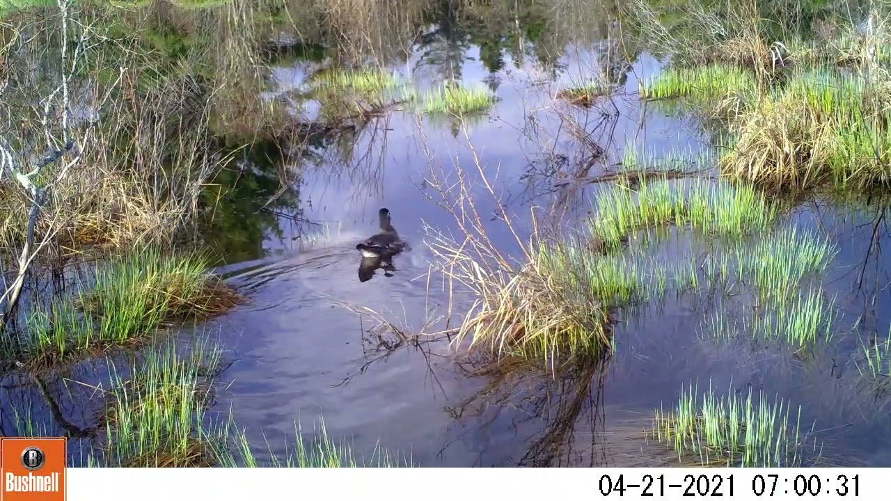 Hen wood duck calling