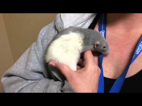 Domestic Rat With Dyspnea Secondary To Tentative Fungal Pneumonia