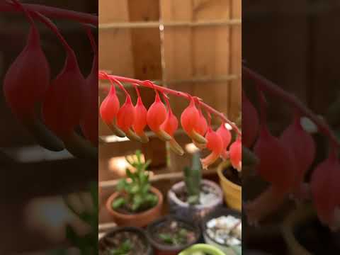 My favorite succulents: Gasteria Glauca