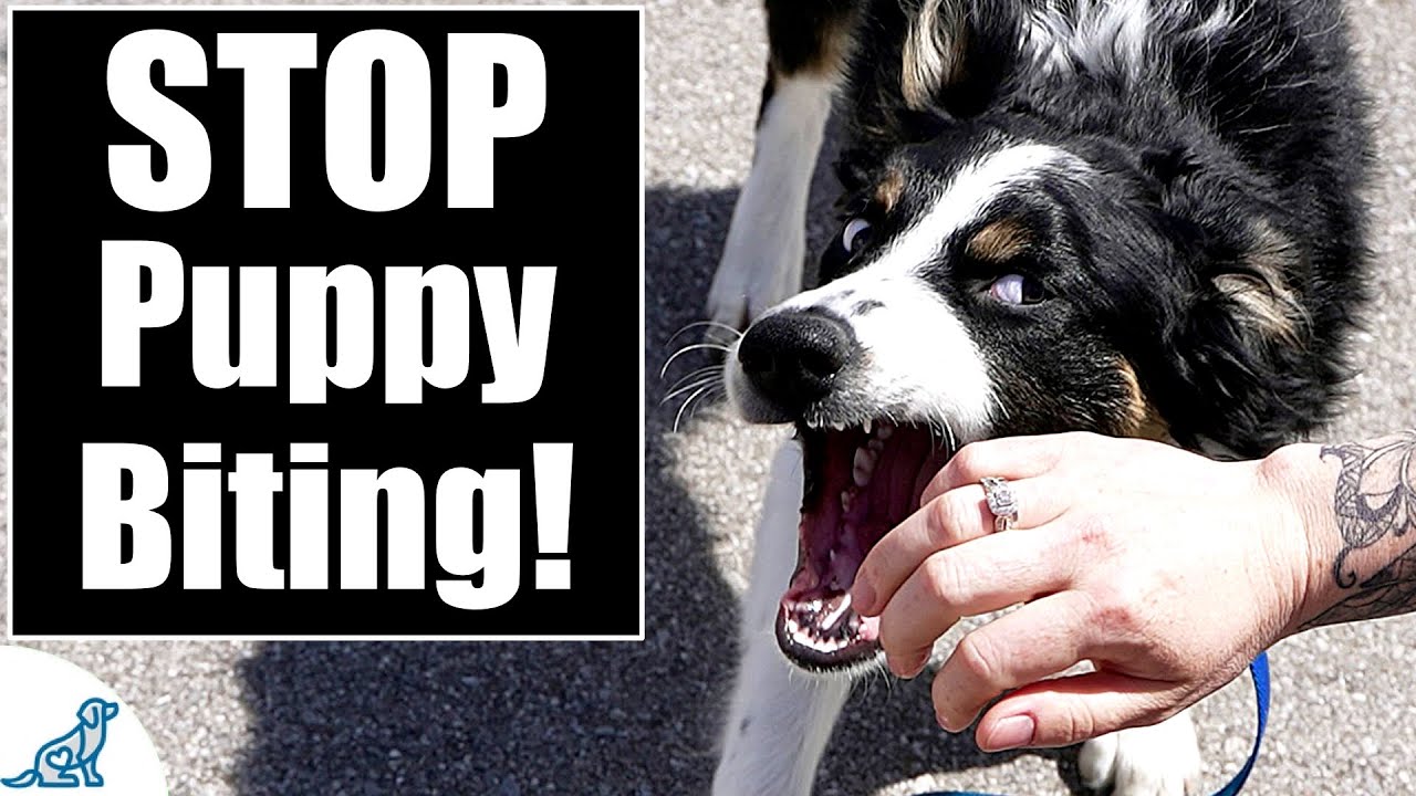 Your Complete Guide To STOP Puppy Biting