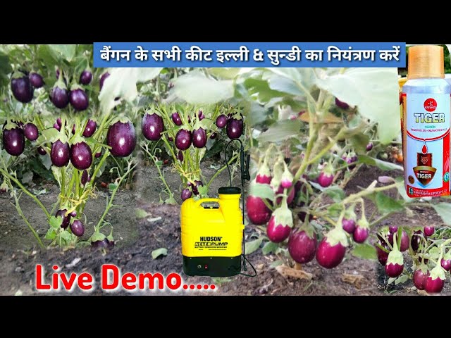 Insecticide Products - Pride Acetamiprid 20% SP Insecticide ...