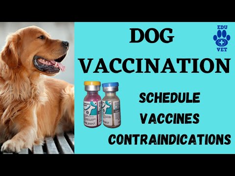 Veterinary Vaccines - Animal Vaccine Latest Price, Manufacturers ...