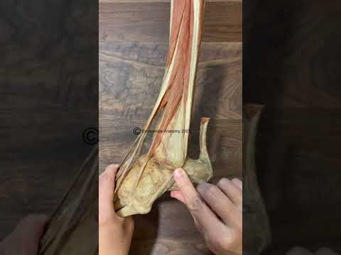 Fibularis (peroneal) Muscles