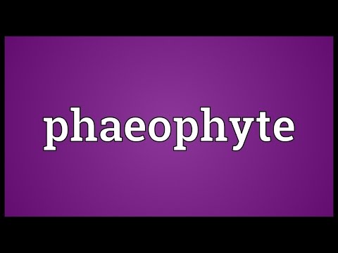 Phaeophyte Meaning