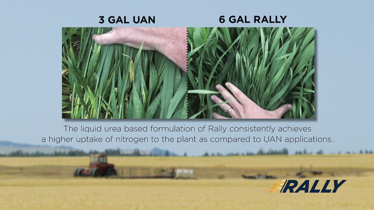 Rally at Herbicide Timing